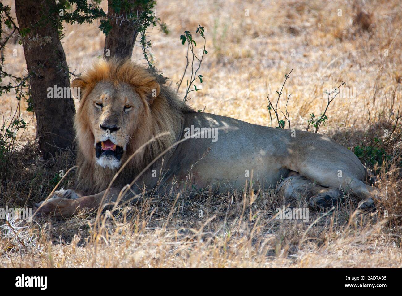 Lion under the trees hi-res stock photography and images - Alamy