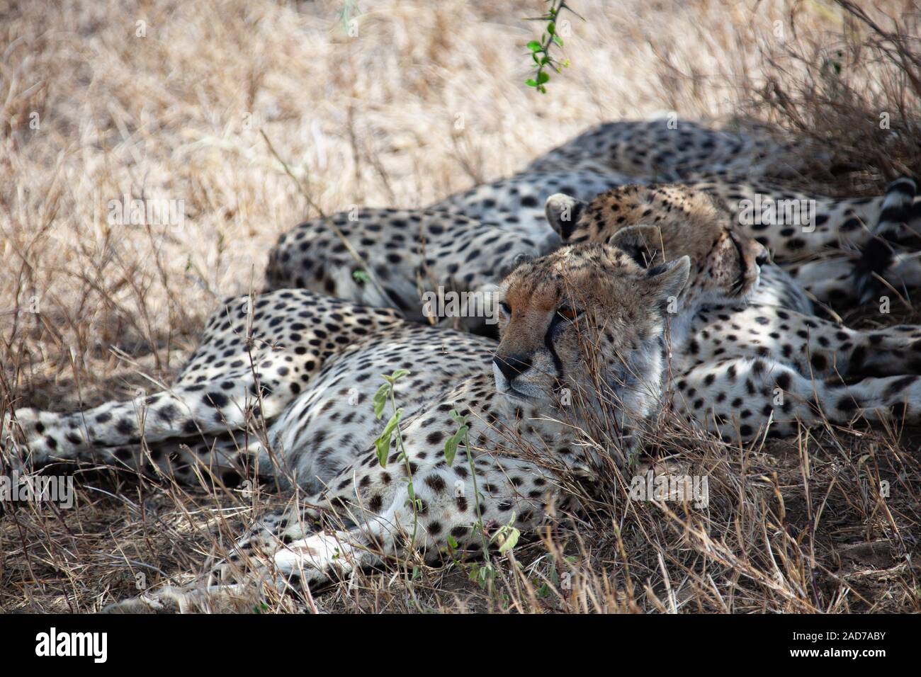africa cheetah in a shade under tree Stock Photo - Alamy
