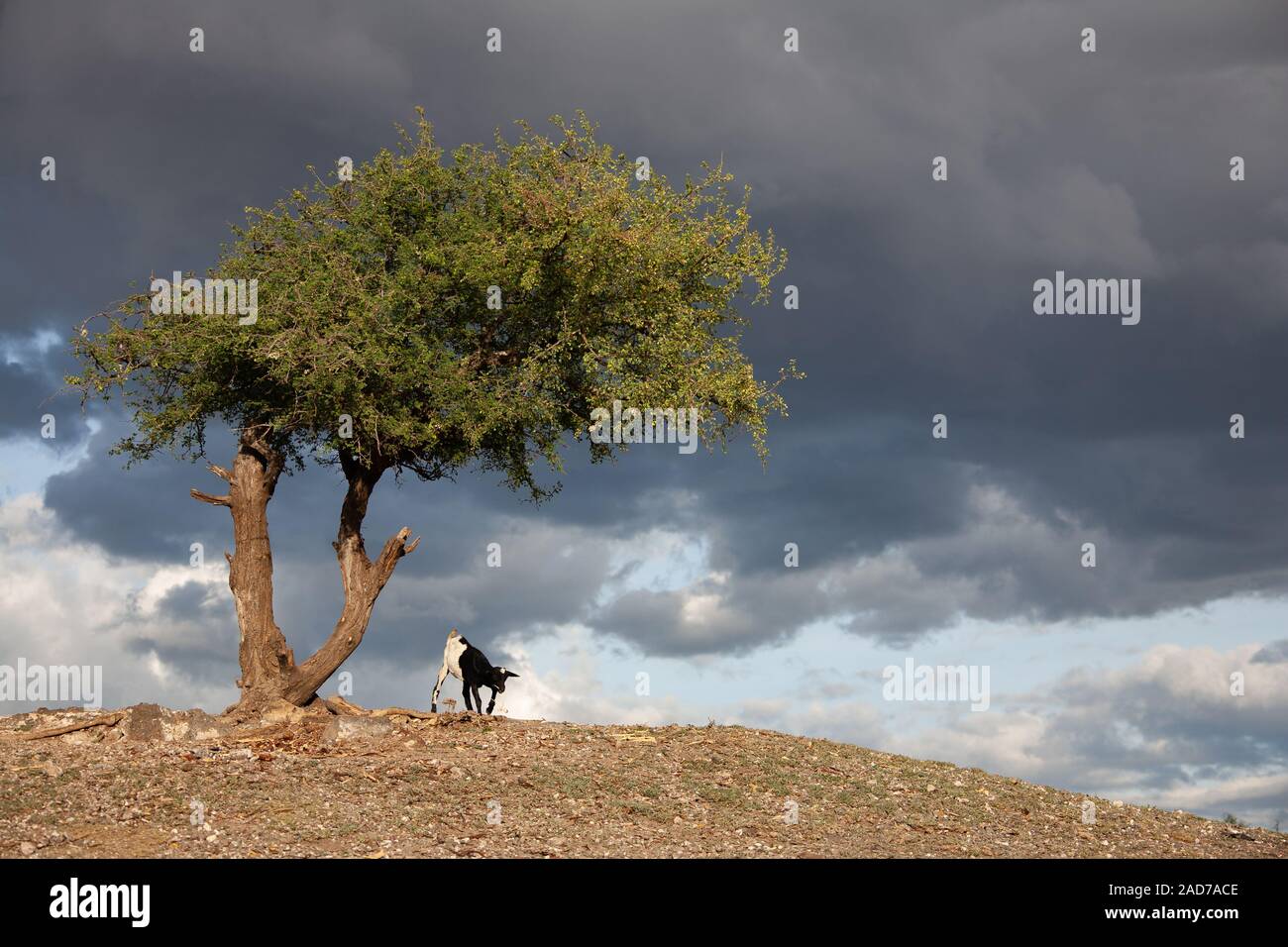 Cow under tree hi-res stock photography and images - Alamy