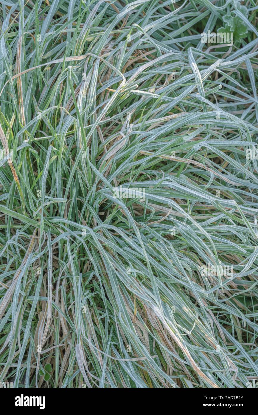 Tangle of collapsed & wilted grass leaves frozen by sharp winter frost ...