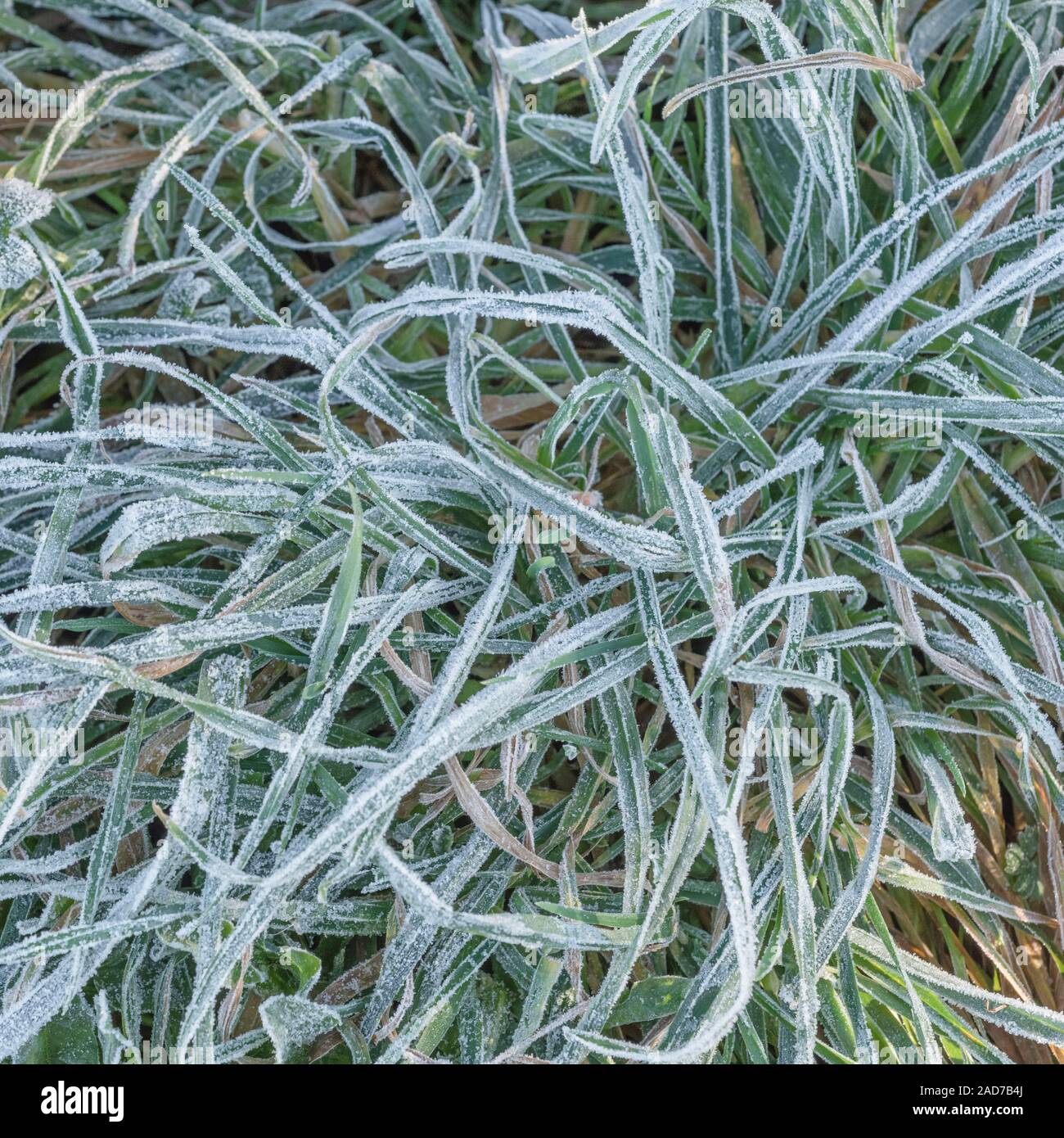 Tangle of collapsed & wilted grass leaves frozen by sharp winter frost ...