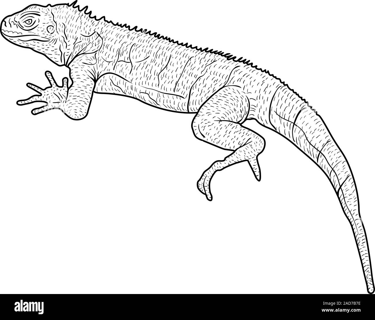 Lizard is goanna silhouette on a white background. Vector illustration ...