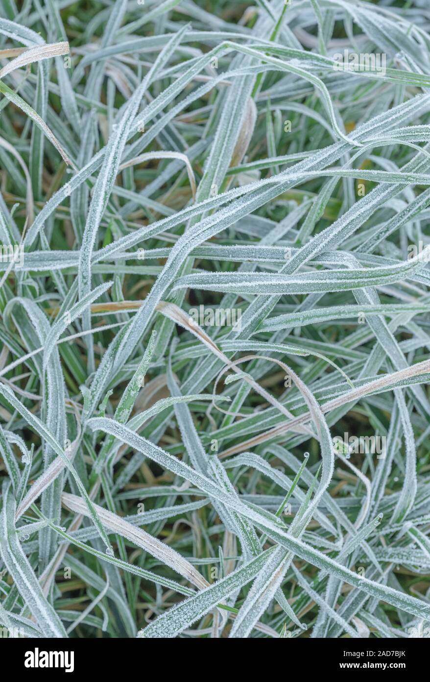 Plant cell collapse hi-res stock photography and images - Alamy