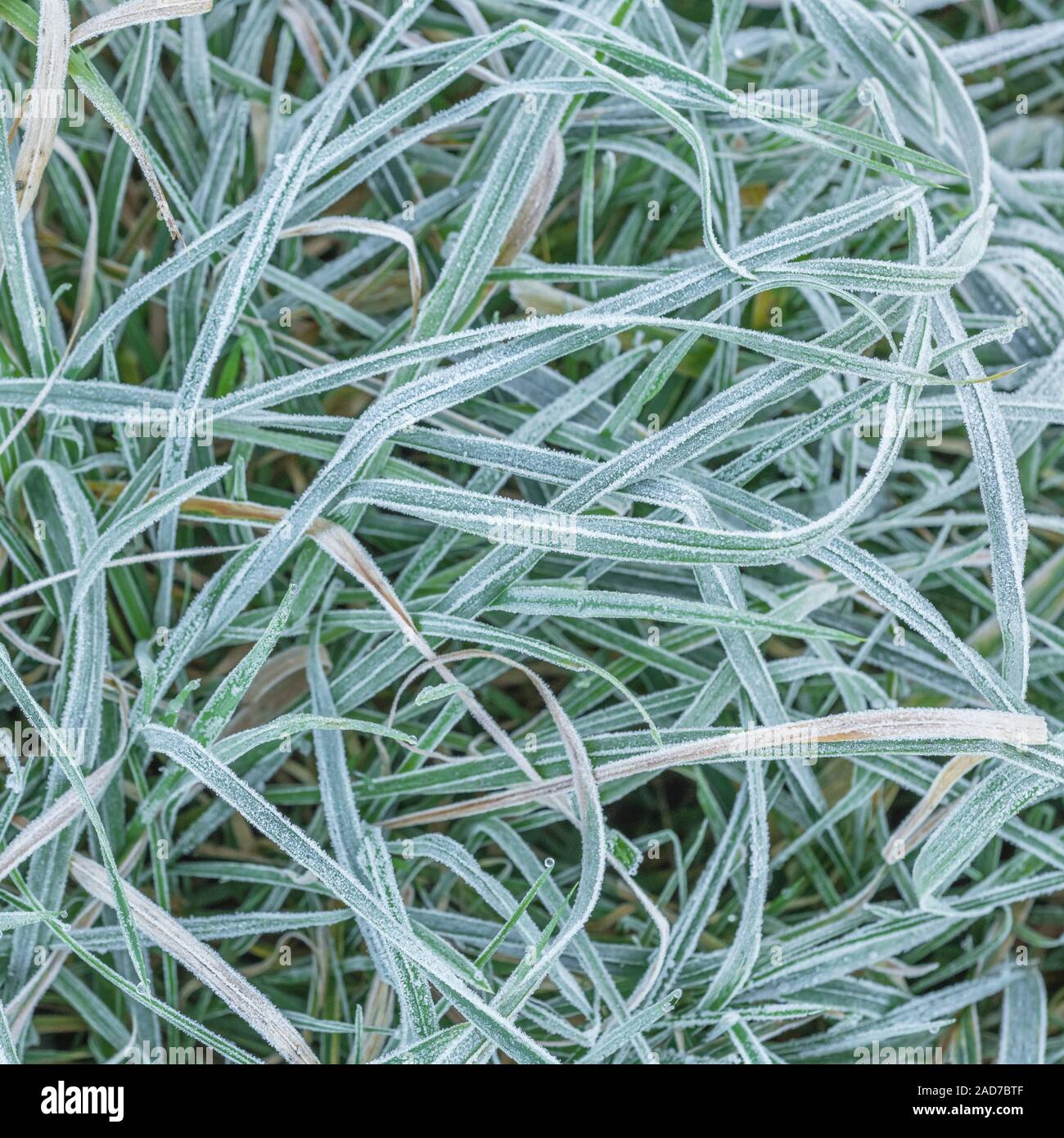 Plant cell collapse hi-res stock photography and images - Alamy