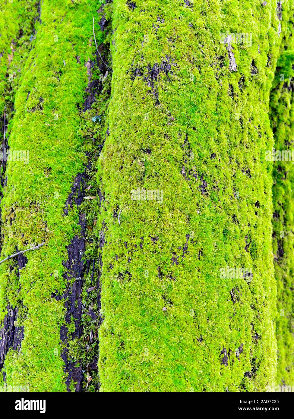 Moss on stump in the forest Stock Photo - Alamy