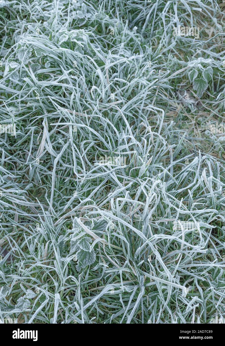 Plant cell collapse hi-res stock photography and images - Alamy