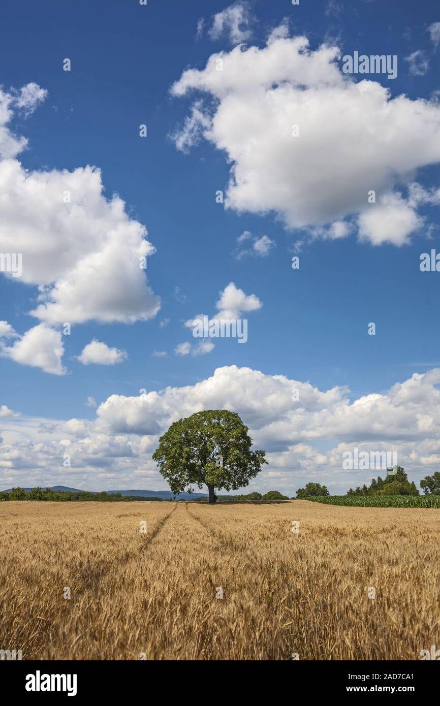 Walnut tree in the grain field, in front of a cloudy sky Stock Photo ...