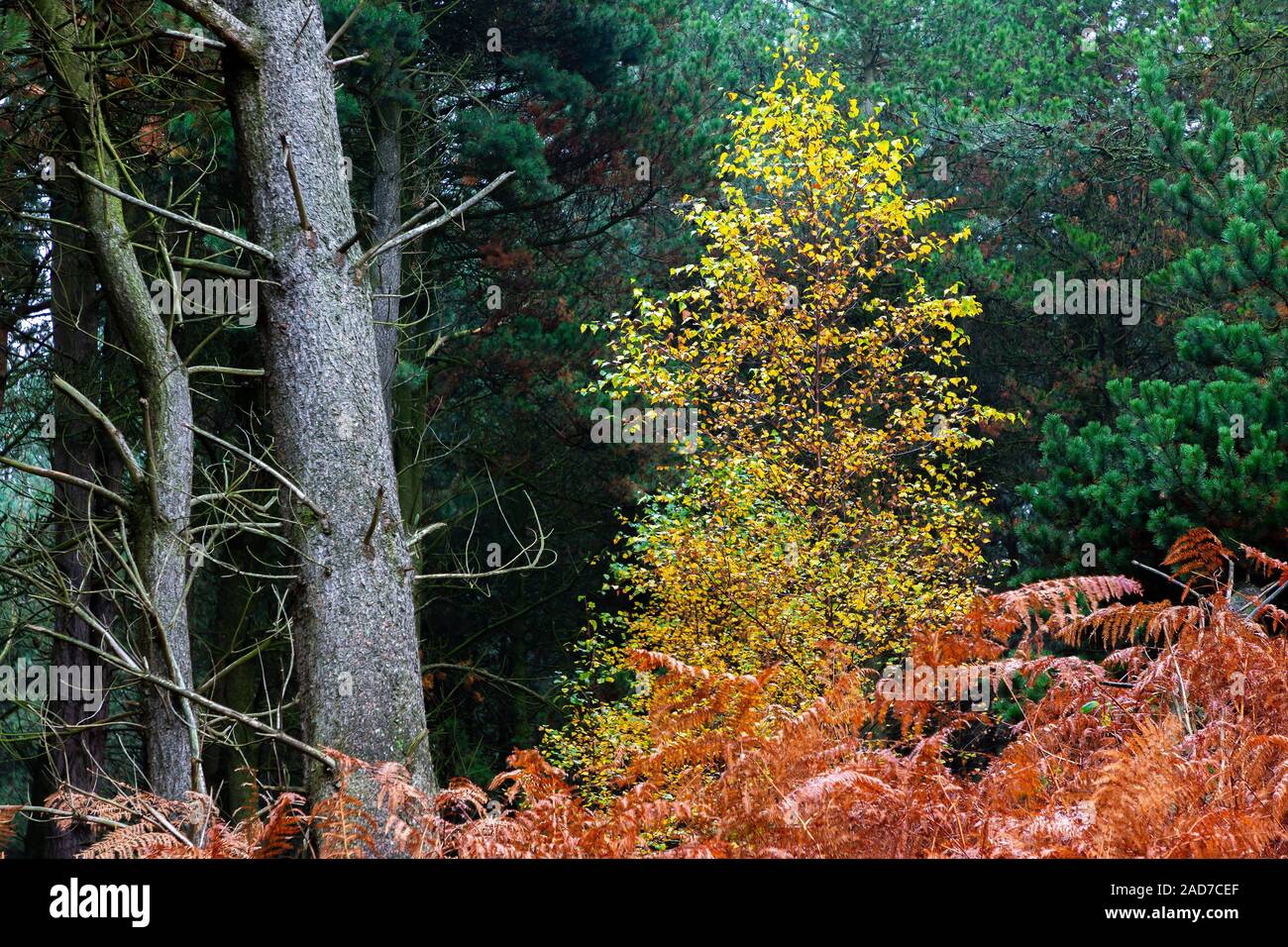 Young Silver Birch tree in a clearing of Daresbury Firs, Warrington ...