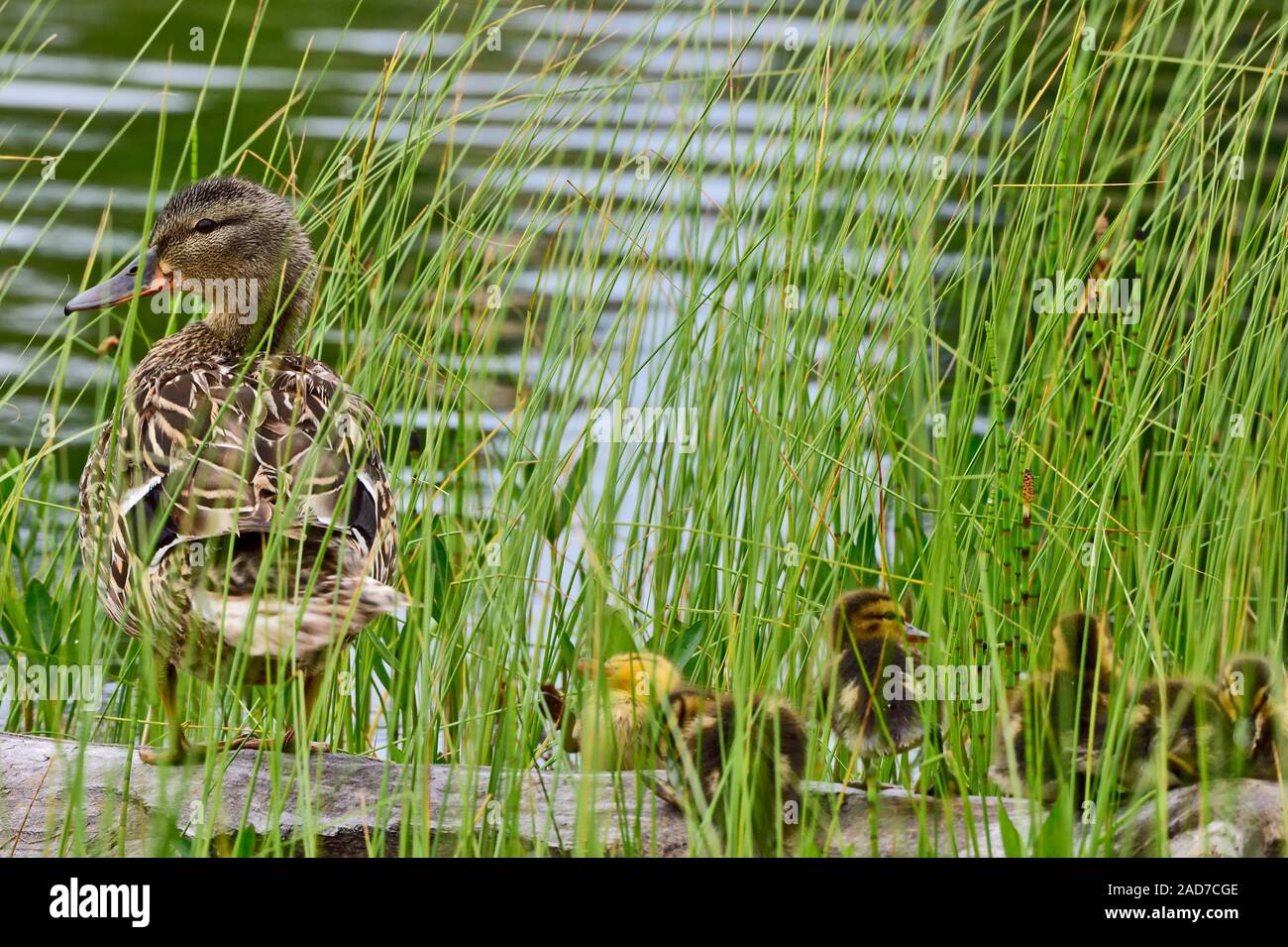 A mother mallard duck "Anas platyrhynchos", with her brood of new ...