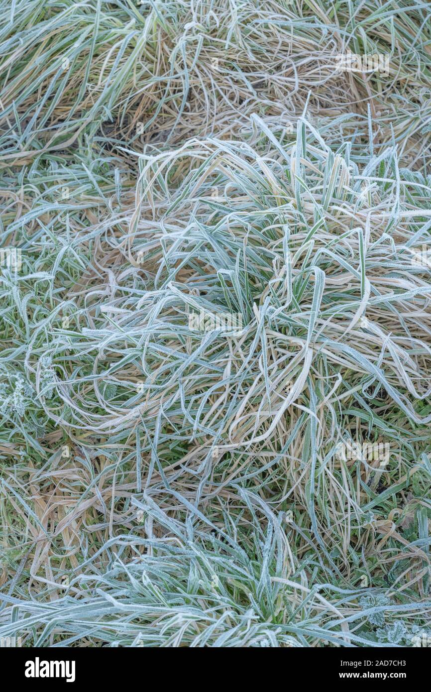 Tangle of collapsed & wilted grass leaves frozen by sharp winter frost ...