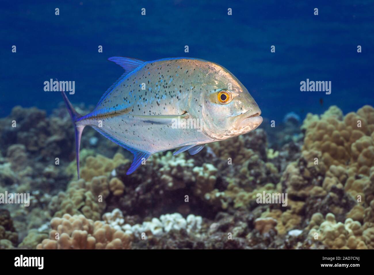 Bluefin trevally or jack, Caranx melampygus, Hawaii Stock Photo - Alamy