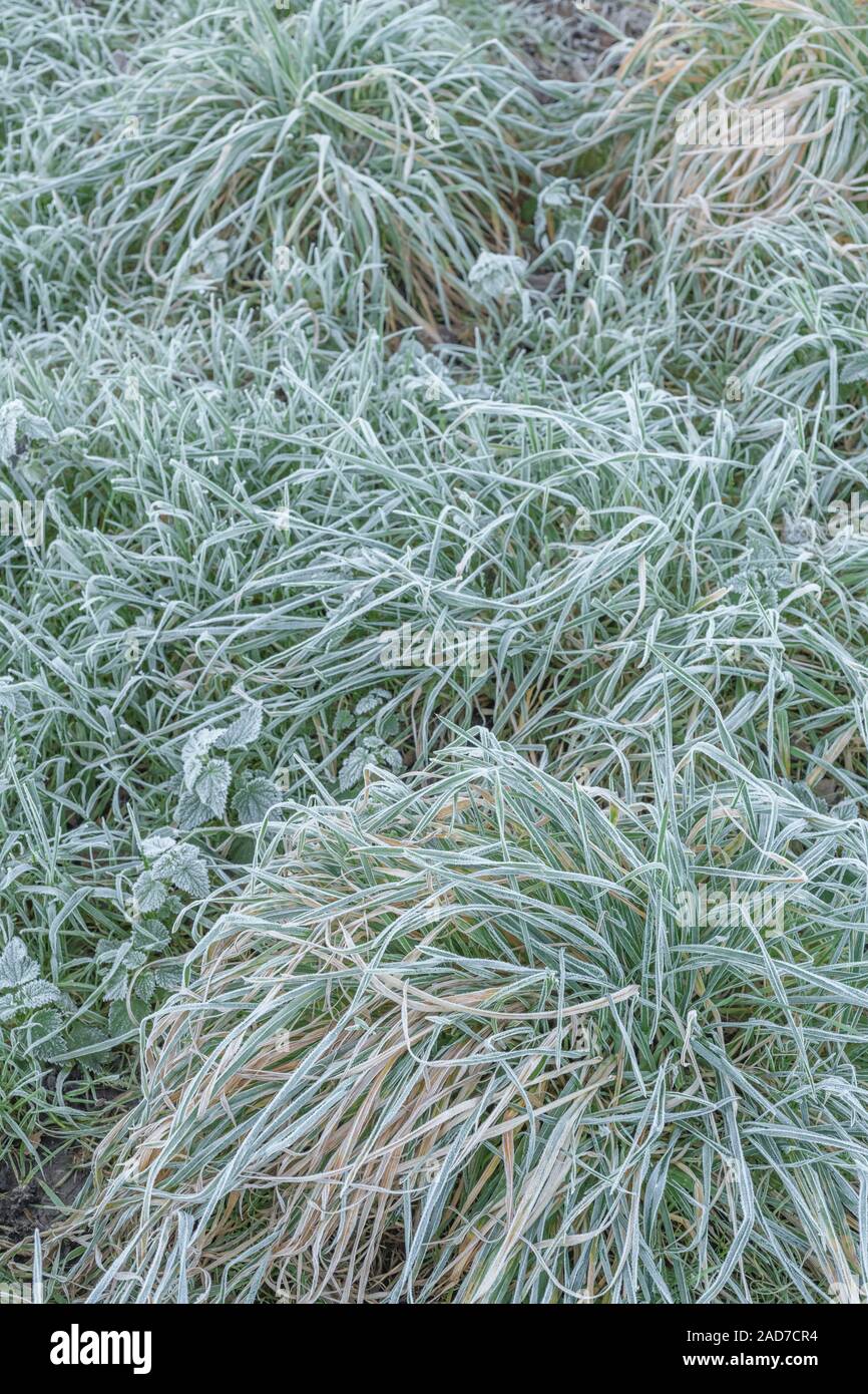 Grass with sharp leaves hi-res stock photography and images - Alamy