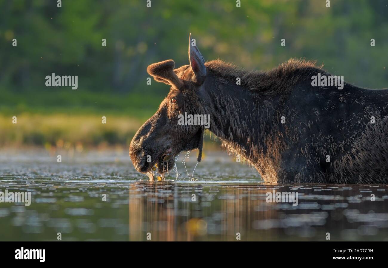 A side-lit bull Moose has dinner Stock Photo - Alamy