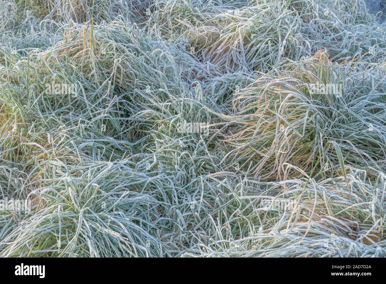 Tangle of collapsed & wilted grass leaves frozen by sharp winter frost ...