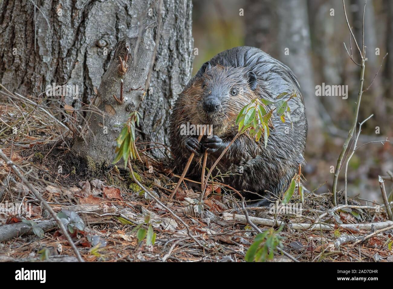 A Beaver has a snack on the riverbed Stock Photo - Alamy