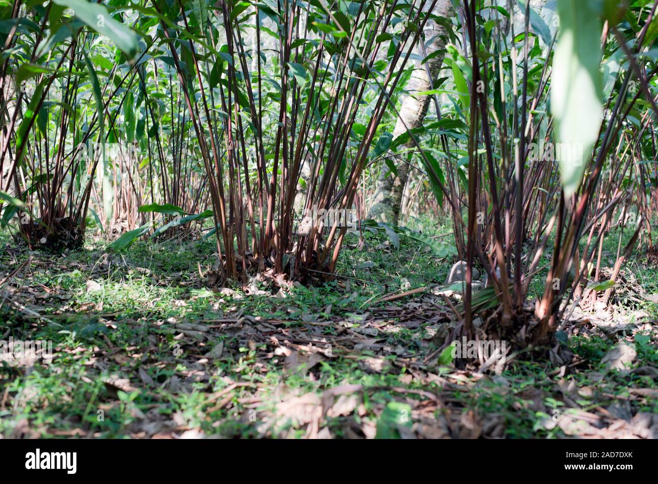 Cardamom Plant High Resolution Stock Photography and Images - Alamy