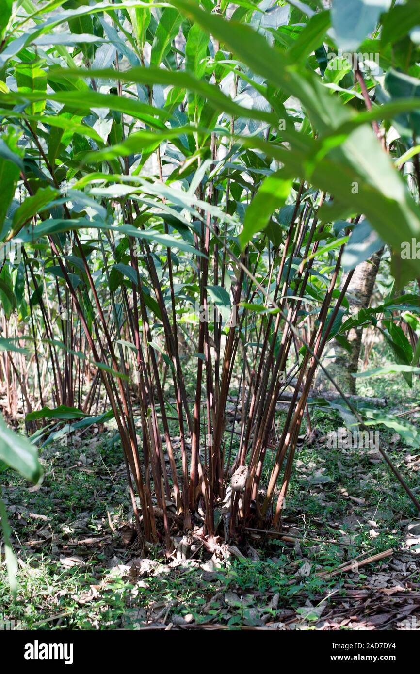 Cardamom plants plant hi-res stock photography and images - Alamy