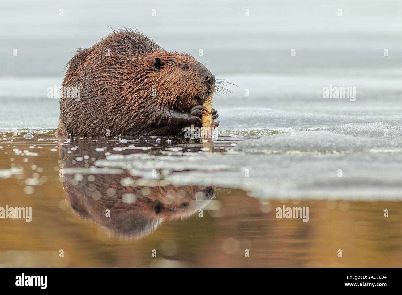 Beaver food cache hi-res stock photography and images - Alamy
