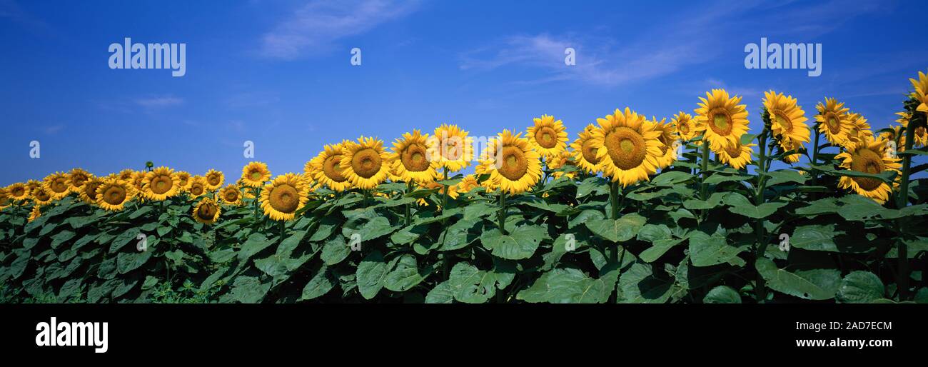 Bogue kansas hi-res stock photography and images - Alamy