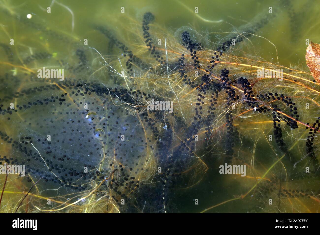 Toad spawn hi-res stock photography and images - Alamy