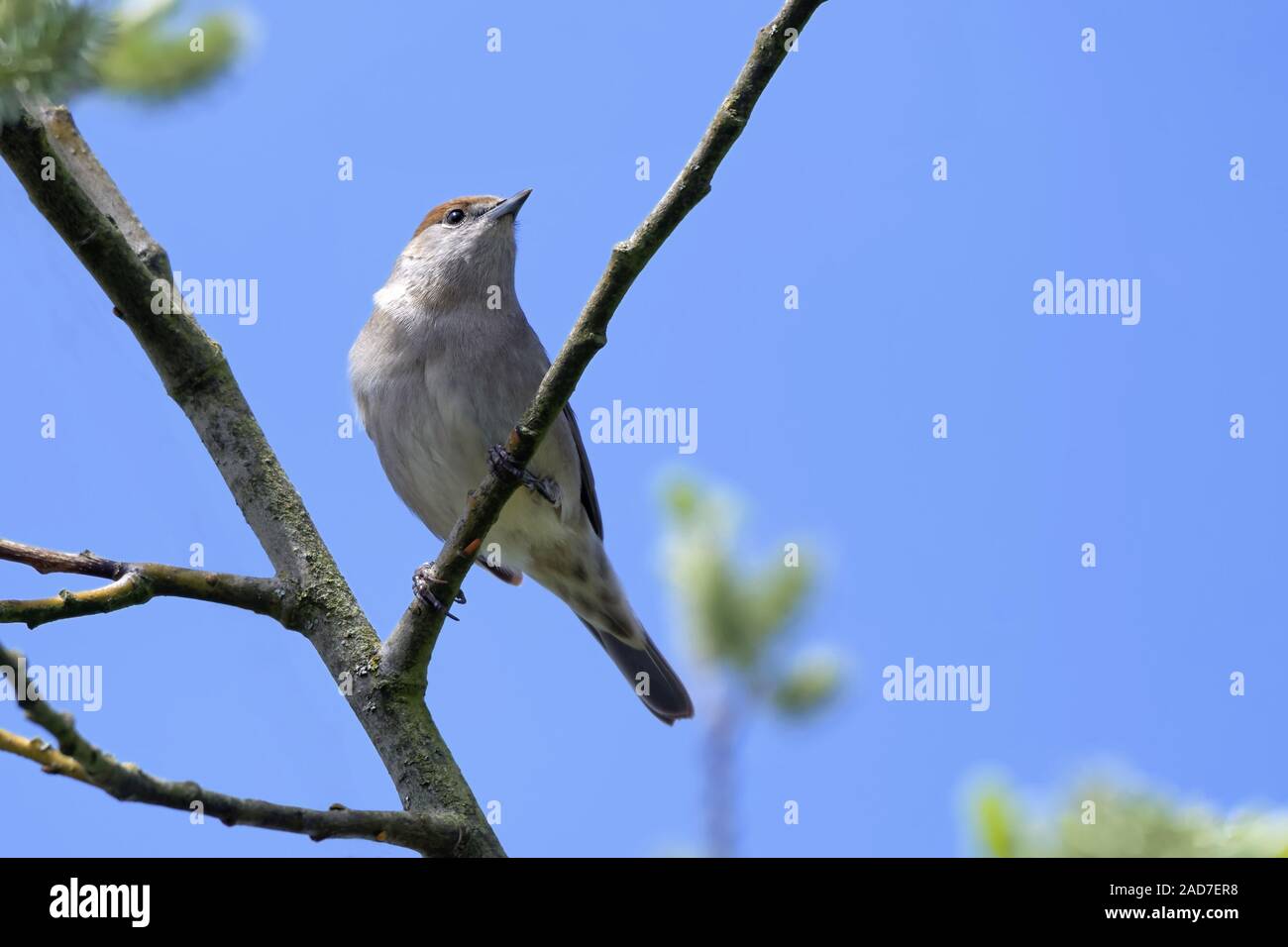 Blackcap bush hi-res stock photography and images - Alamy