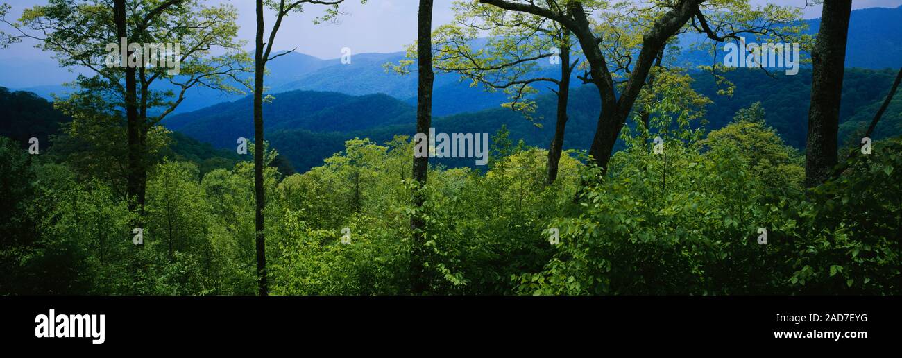Trees in the forest with mountains in the background, Great Smoky ...