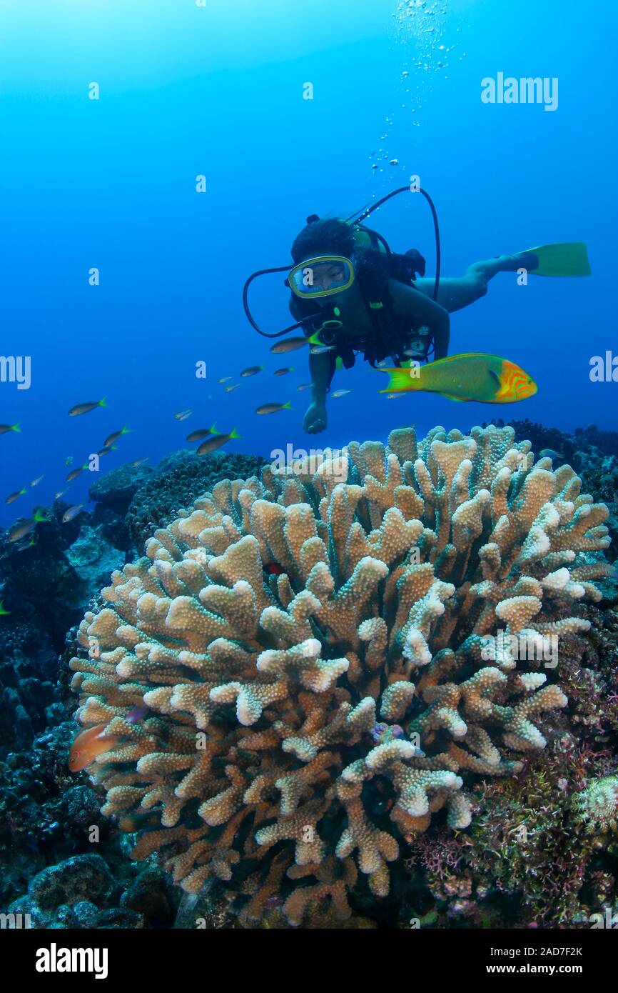 Diver (MR) and reef scene with antler coral, Rarotonga, The Cook ...