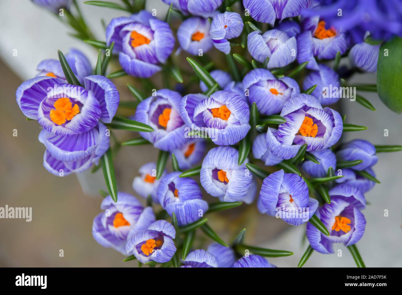 Top view of the purple crocus buds Stock Photo - Alamy