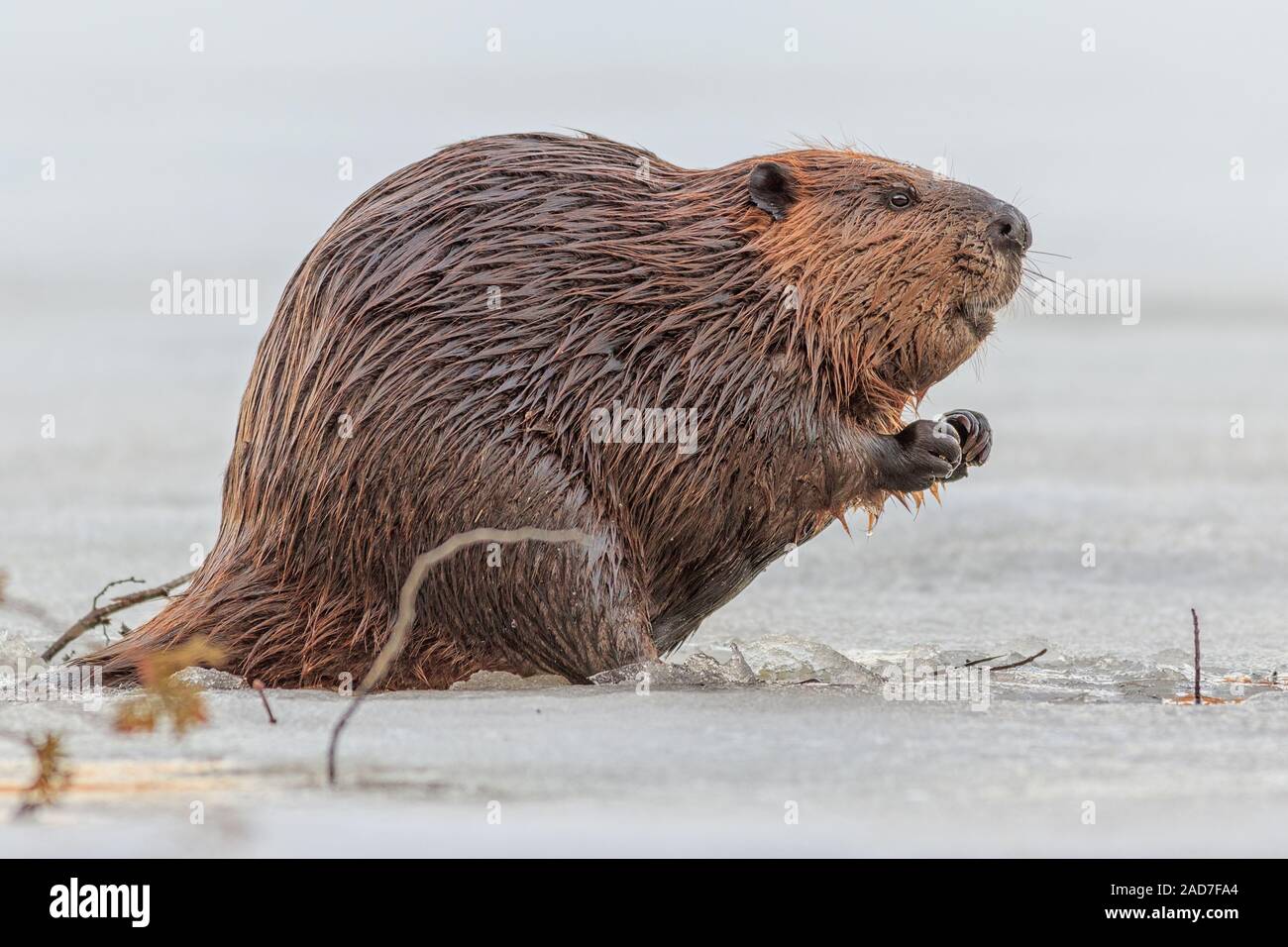 Edge of the ice hi-res stock photography and images - Alamy