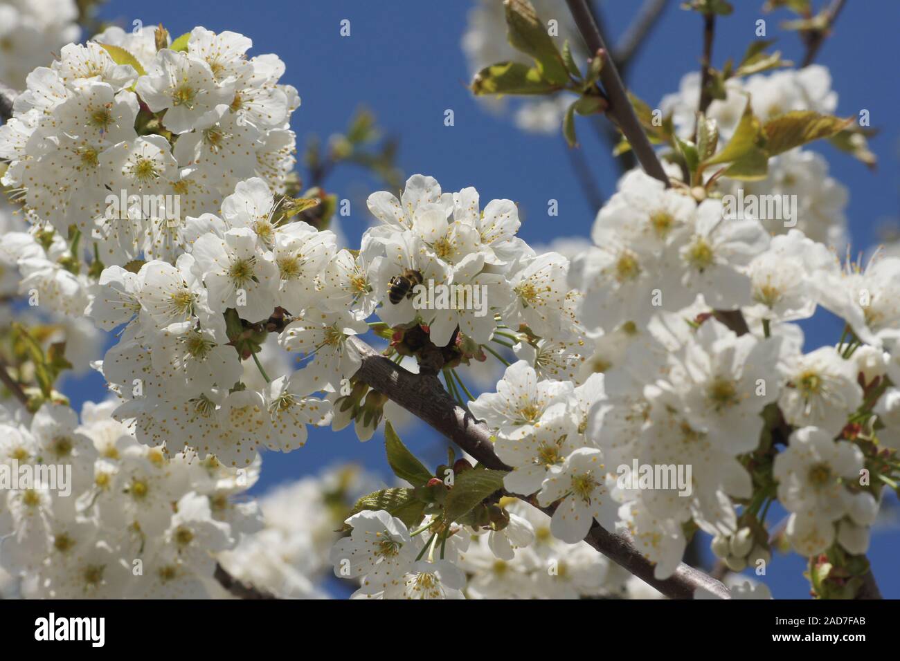 Prunus avium, Sweet Cherry, with bee Stock Photo - Alamy
