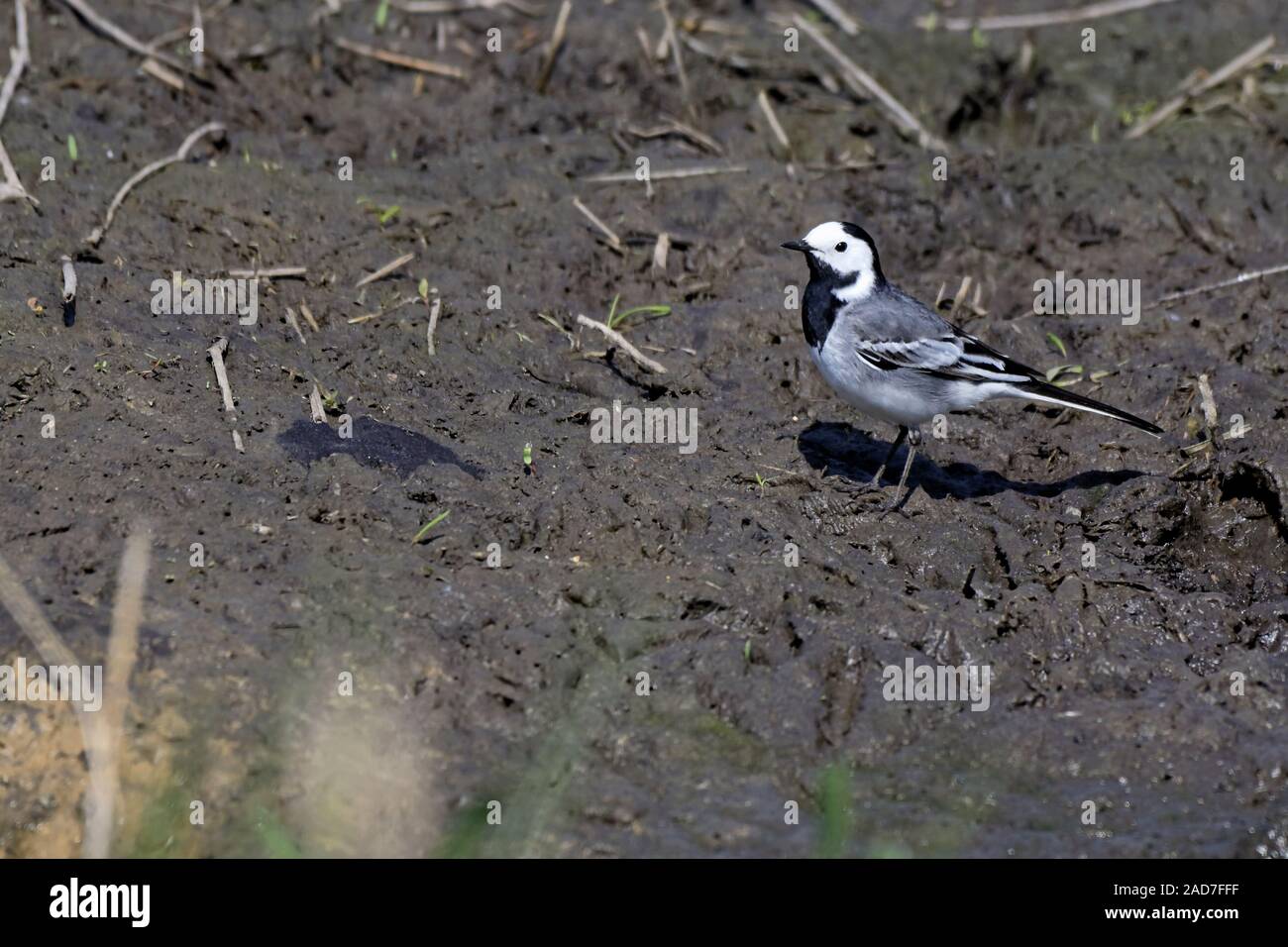 Wagtails of europe hi-res stock photography and images - Alamy