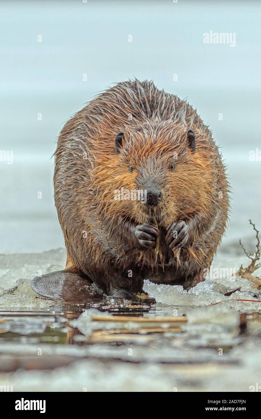 Beaver food cache hi-res stock photography and images - Alamy