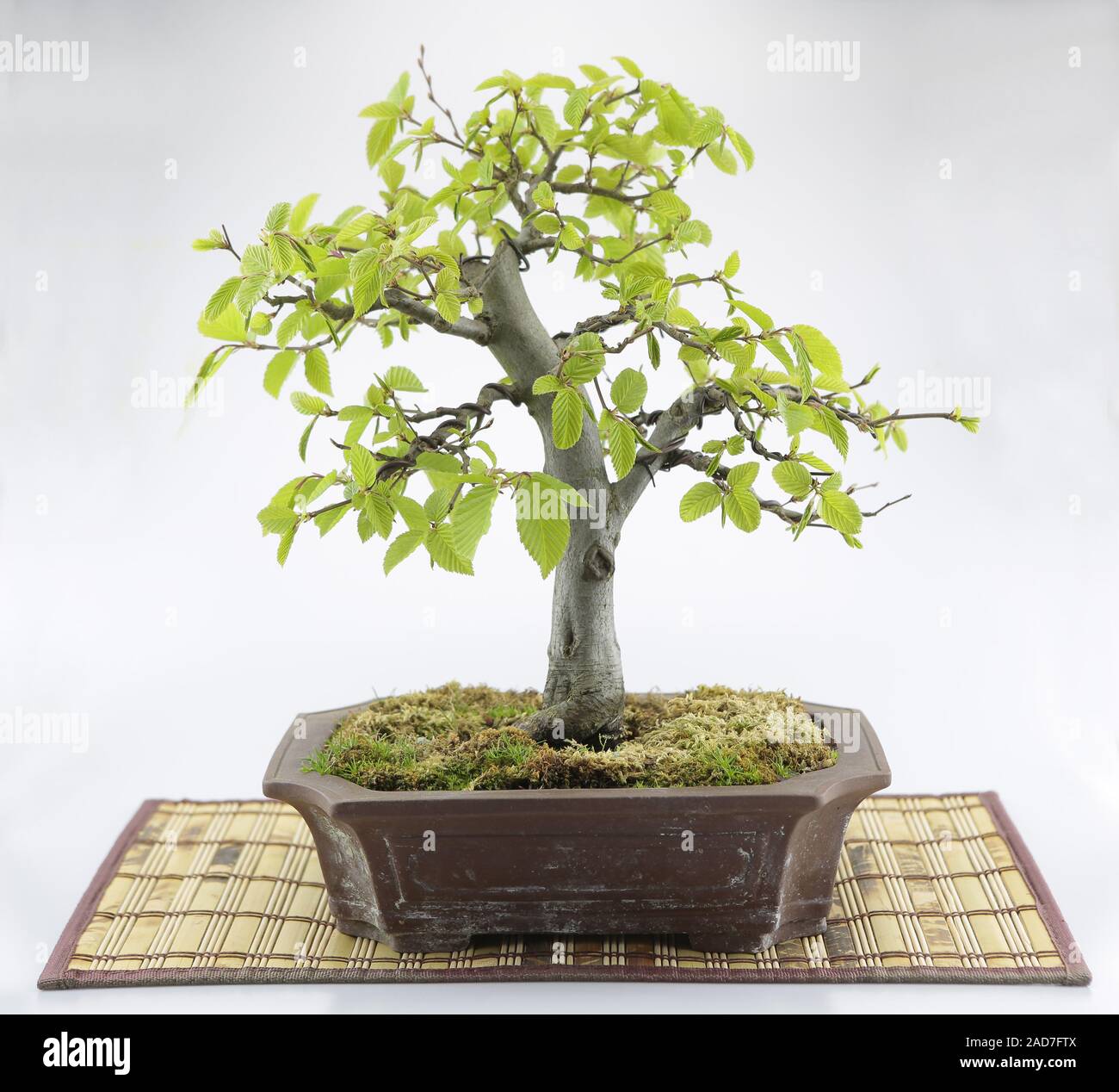 Deciduous bonsai trees tree hi-res stock photography and images - Alamy