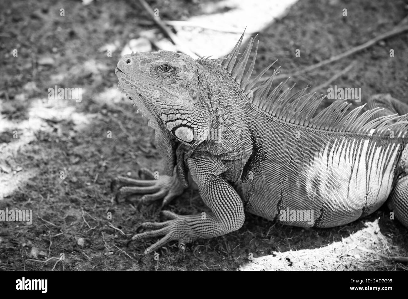Stunning nature of Honduras. Tropical reptile. Lizard iguana in ...