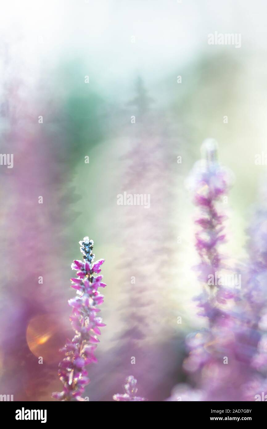 Beautiful frosted ice floral hi-res stock photography and images - Alamy