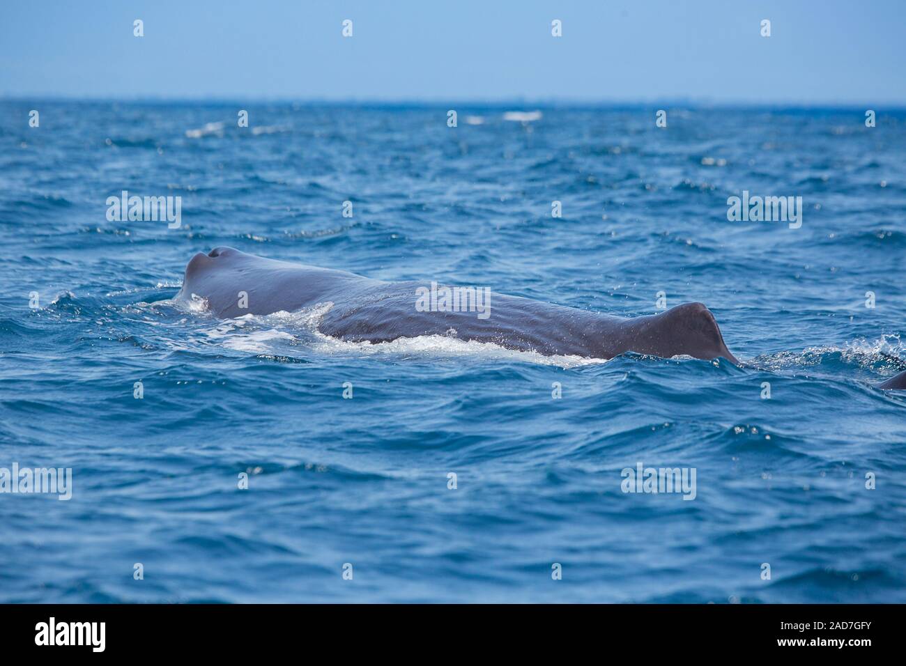 The blowhole of a sperm whale, Physeter macrocephalus, is located left ...