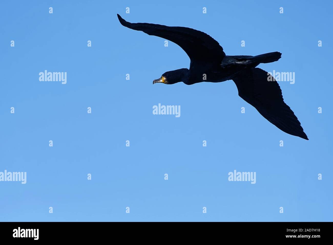Kormoran hi-res stock photography and images - Alamy