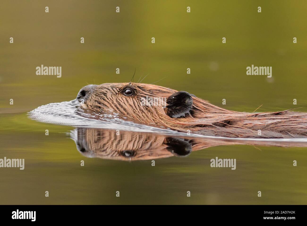 A Beaver and its reflection glide by in green water Stock Photo - Alamy