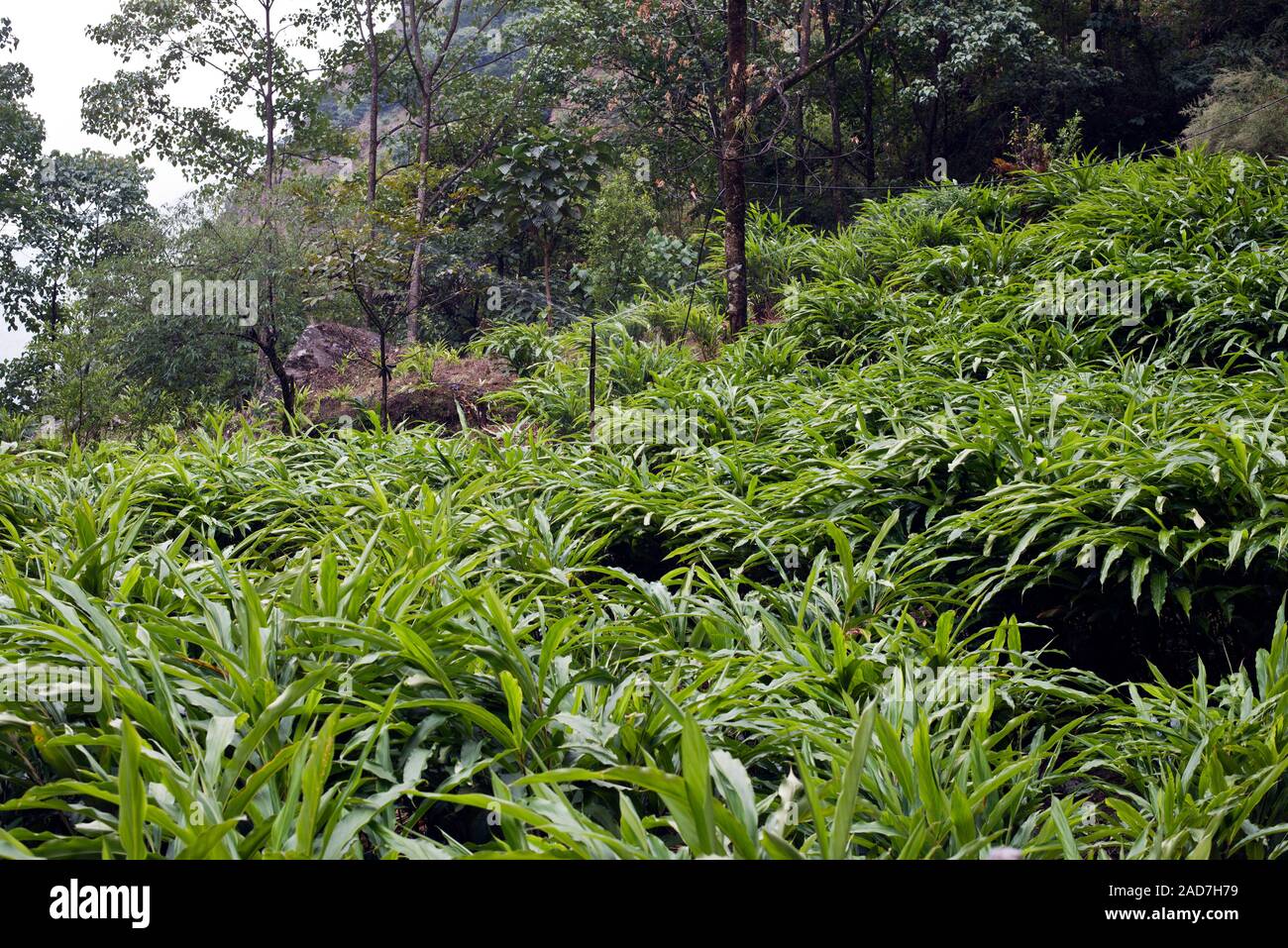 Cardamum High Resolution Stock Photography and Images - Alamy