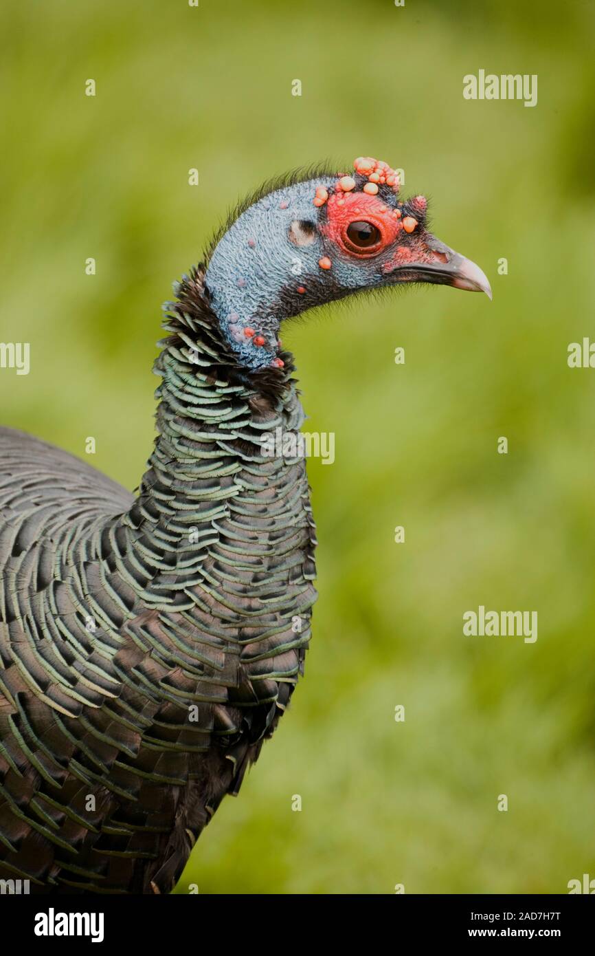 Iridescent markings hi-res stock photography and images - Alamy