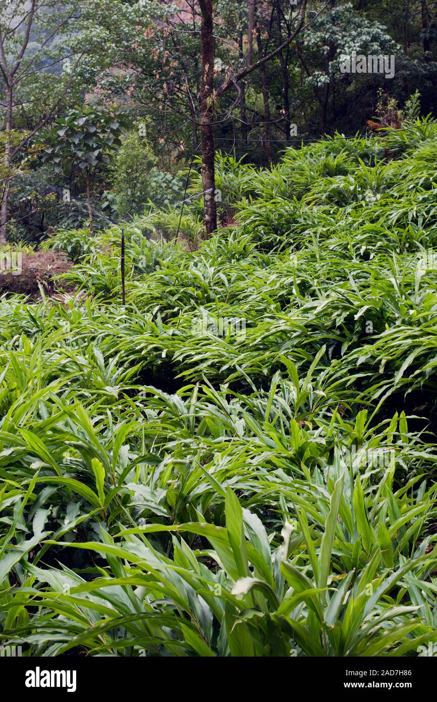 Nepali cardamom hi-res stock photography and images - Alamy