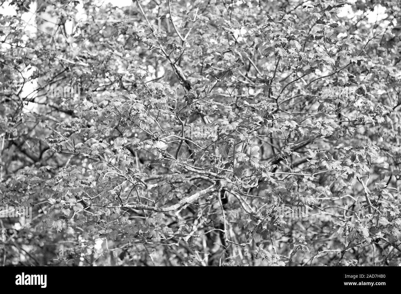 Vivid red leaves on Black and White Stock Photos & Images - Alamy