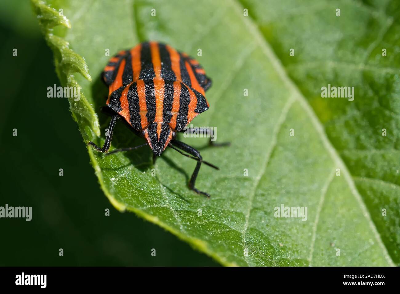 Striped bug hi-res stock photography and images - Alamy