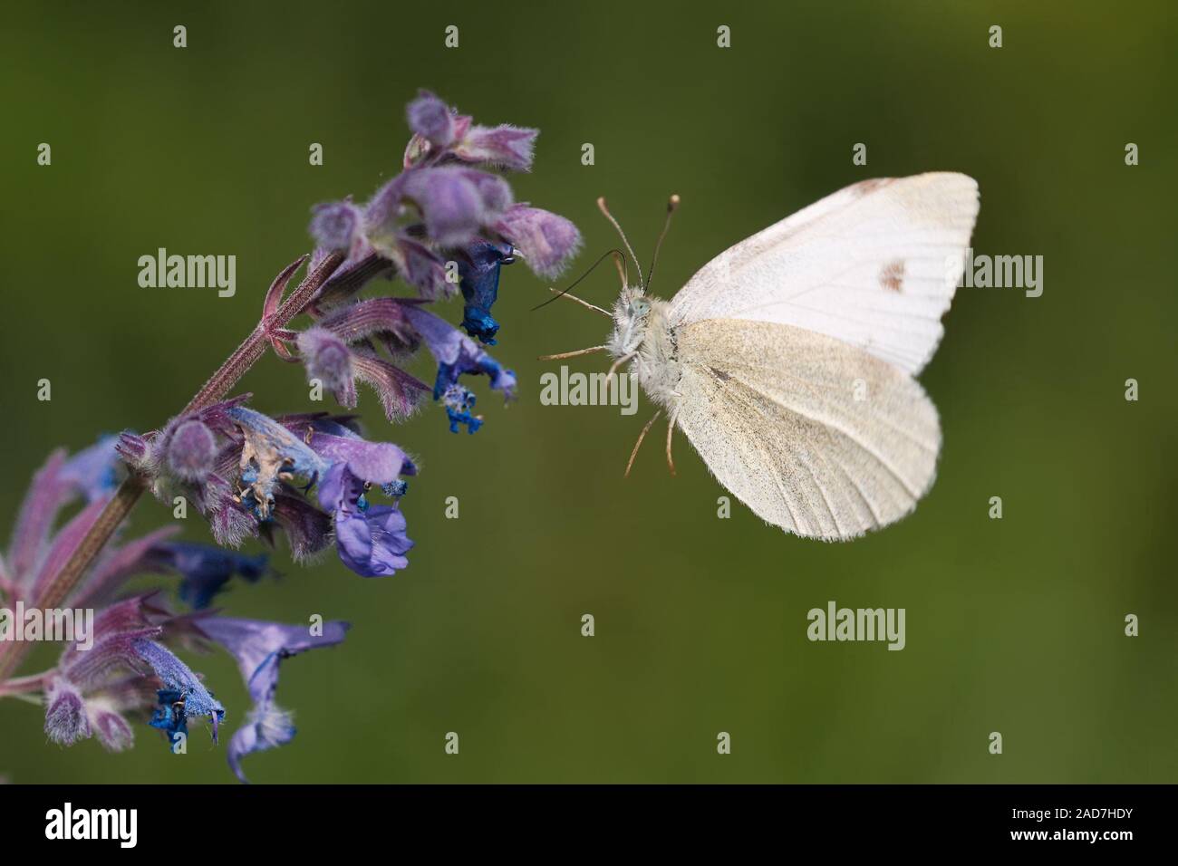 small cabbage white Stock Photo - Alamy