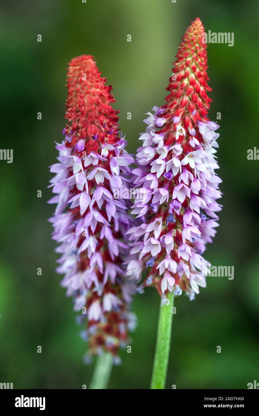 Orchid Primrose Primula vialii two flowers Stock Photo - Alamy
