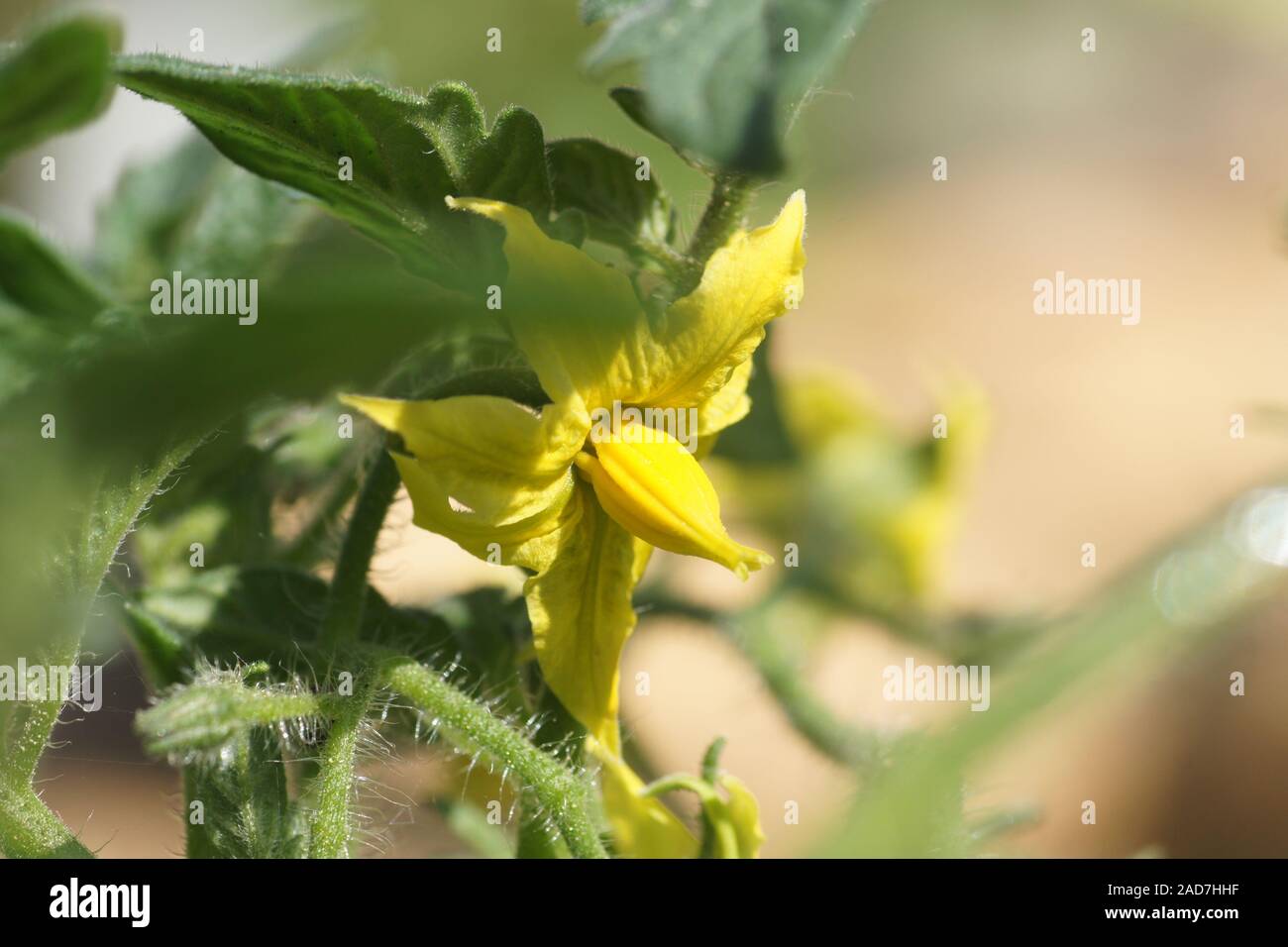 Solanum lycopersicum tomato hi-res stock photography and images - Alamy