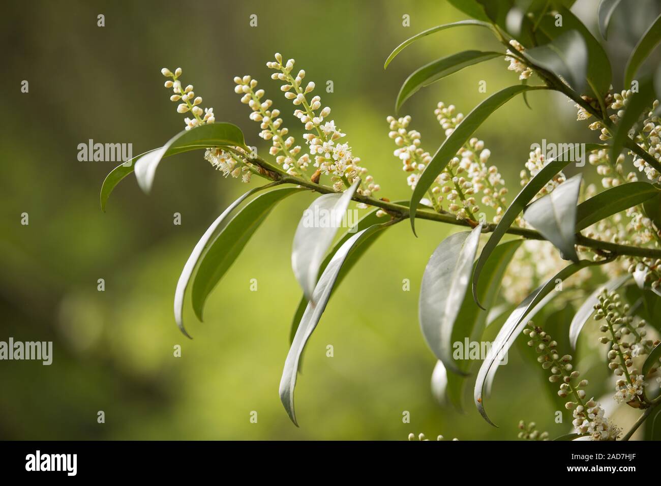 Kirschlorbeer High Resolution Stock Photography and Images - Alamy
