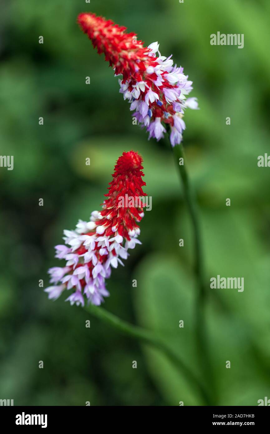 Orchid Primrose Primula vialii two flowers on stems Stock Photo - Alamy