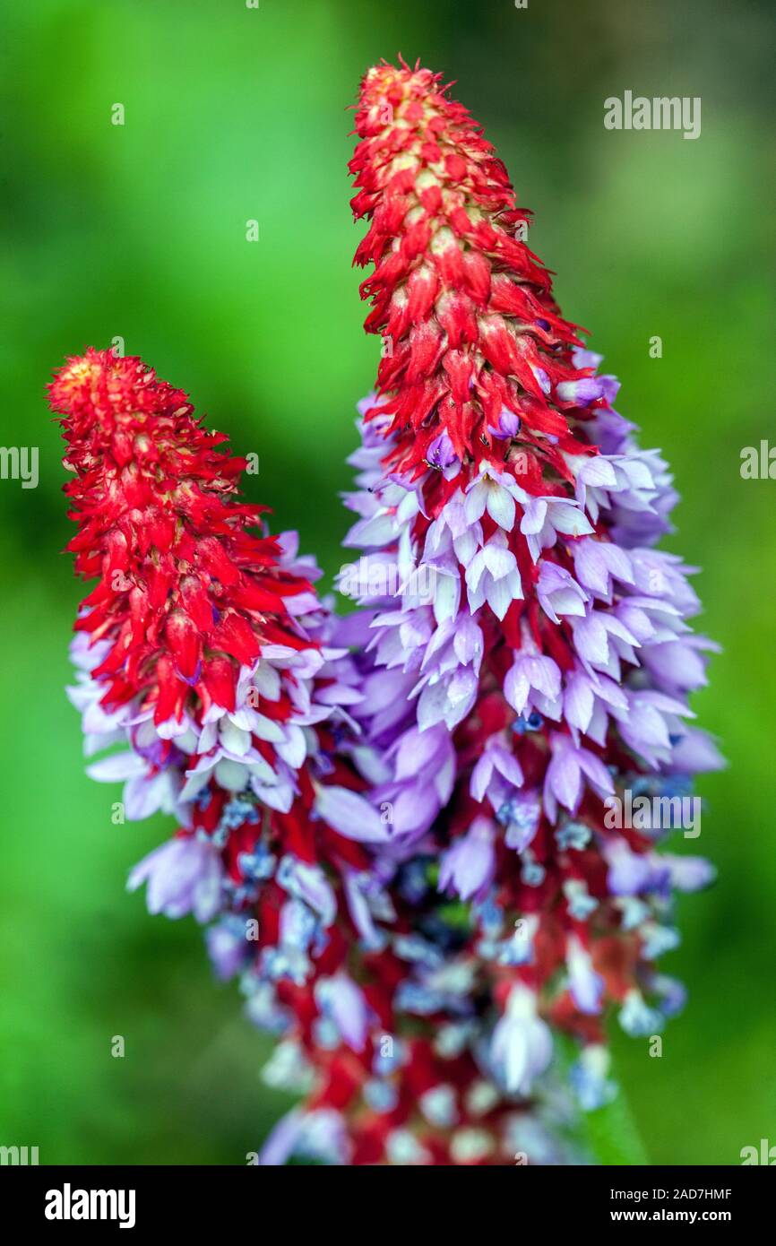 Orchid Primrose Primula vialii twins Stock Photo - Alamy