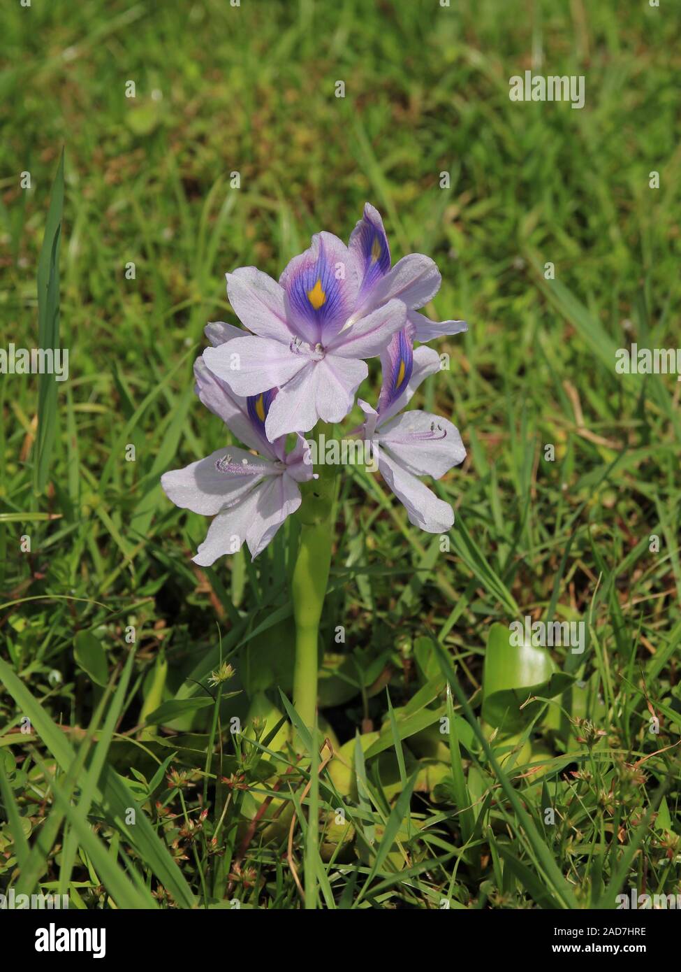 Beautiful pink blue yellow colored water hyacinth growing at lake ...
